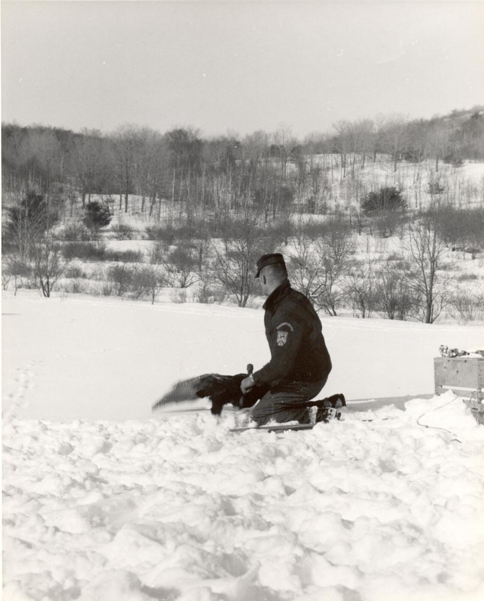 Vermont Marks 56 Years Since Wild Turkey Restoration | News ...