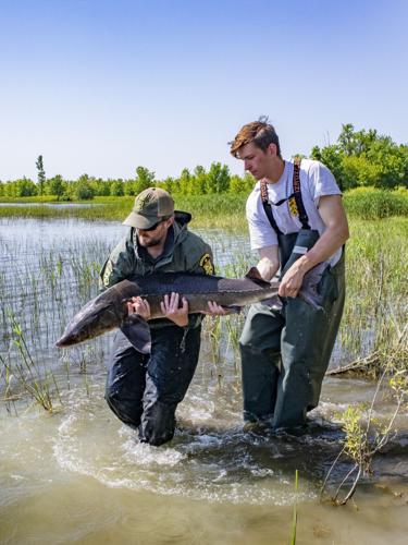 Vermont's action plan aims to save endangered species | News ...