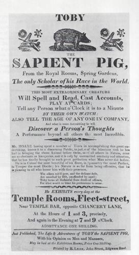 Danville's educated pig amazed 19th-century audiences | News, Features ...