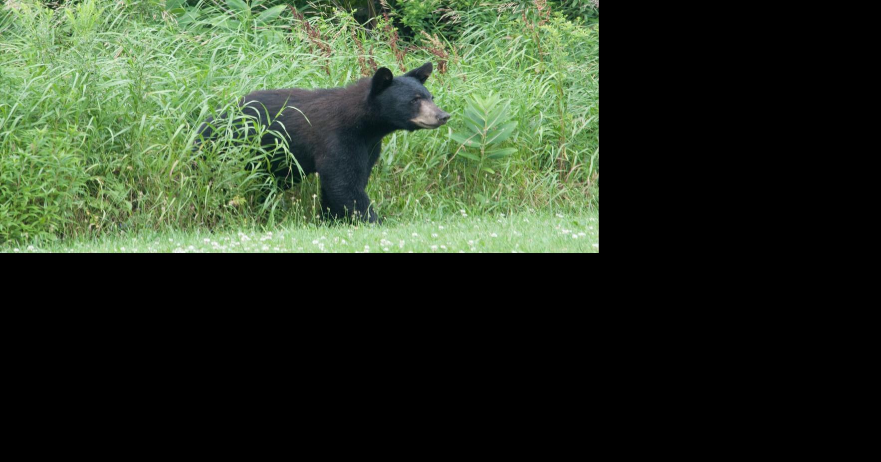 Vermont Bear Hunting Starts in September | Community News from Vermont ...