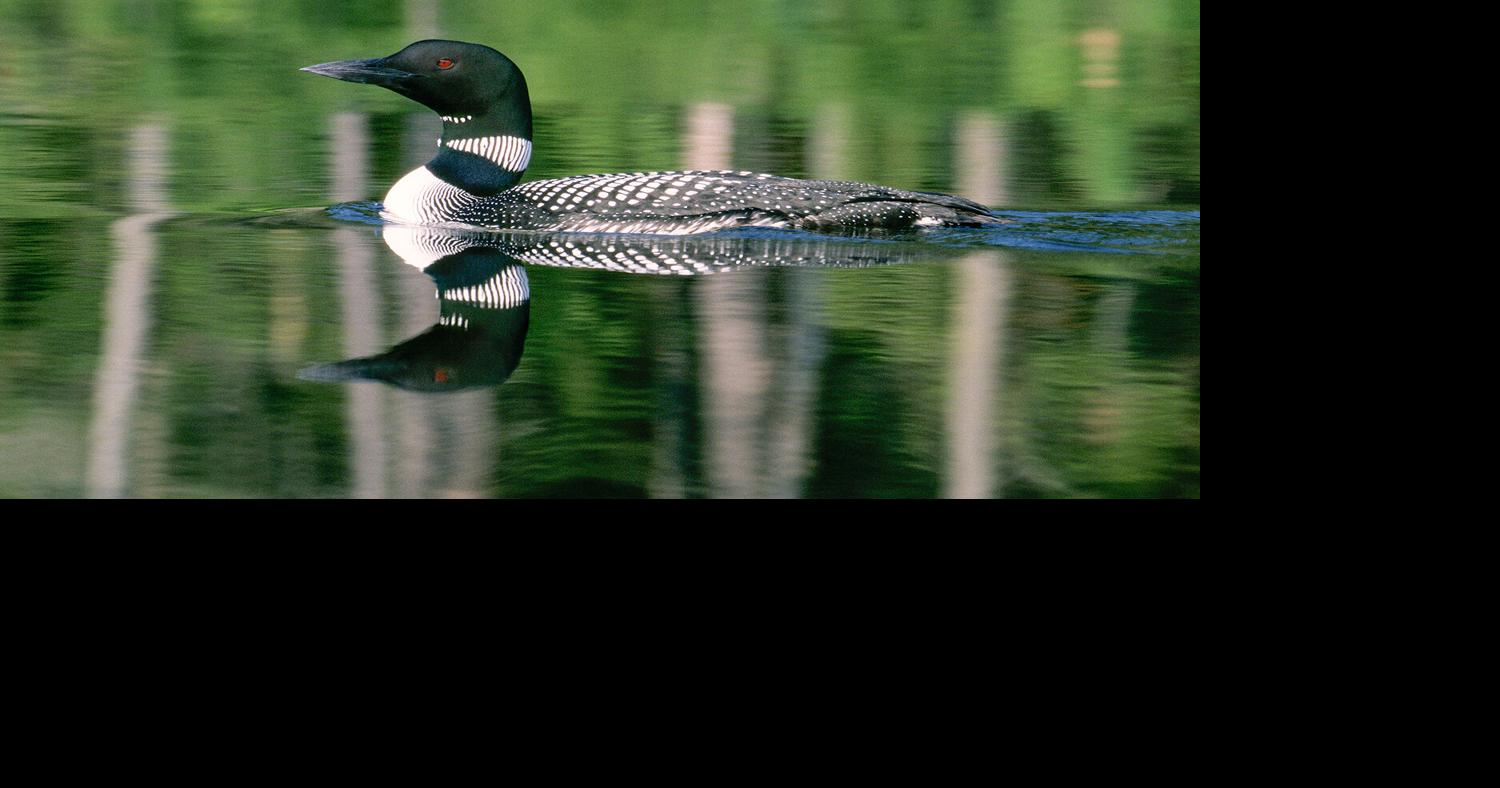 Protect Nesting Loons and Loon Chicks | Community News ...