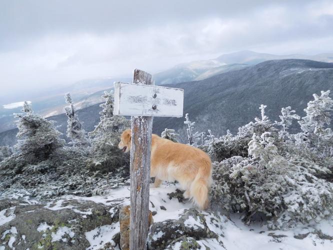 Following Moose to the Goose: A trek to Goose Eye's peak | Columns from ...