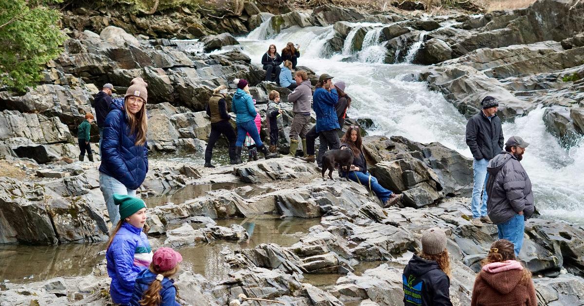 Annual Migration Brings the Fish and the Visitors | Community News from ...