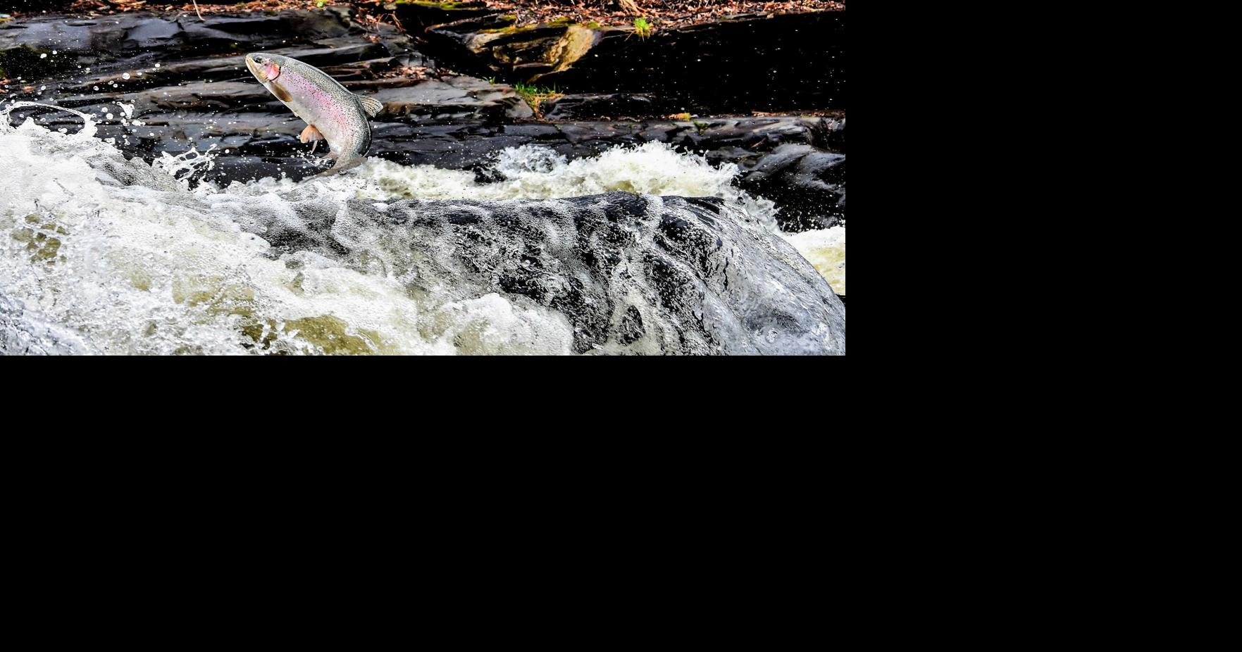 Flying Fish: Rainbow Trout Migration at Willoughby Falls | NEK News ...