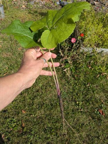 burdock root plants