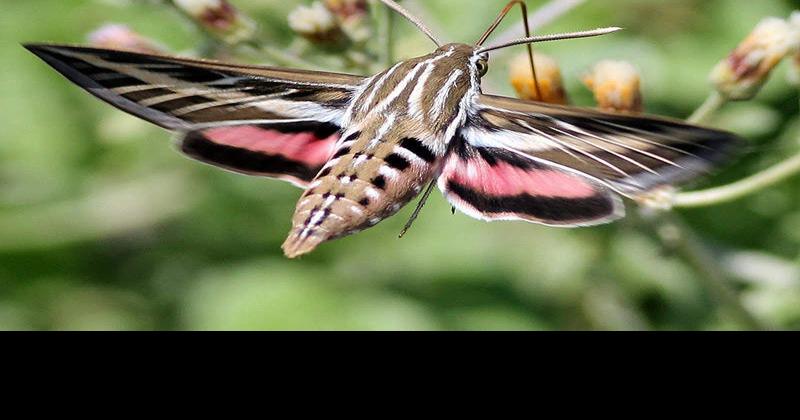 The buzz of hummingbirds | Columns from Northeast Kingdom of Vermont ...