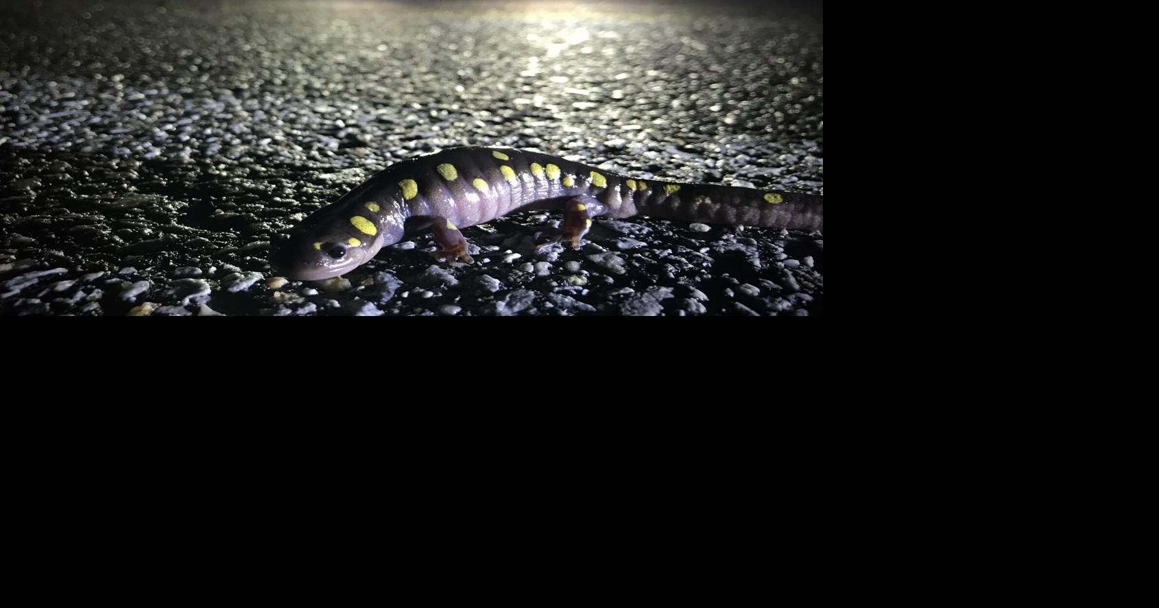 Eyes on the road for Vermont's amphibian migration | NEK News, Local ...