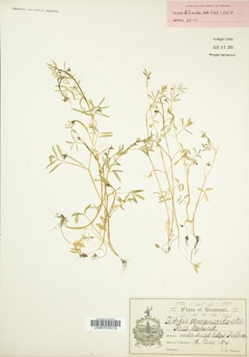 Spring Ephemeral Plant Believed Locally Extinct in Vermont Since 1916 ...