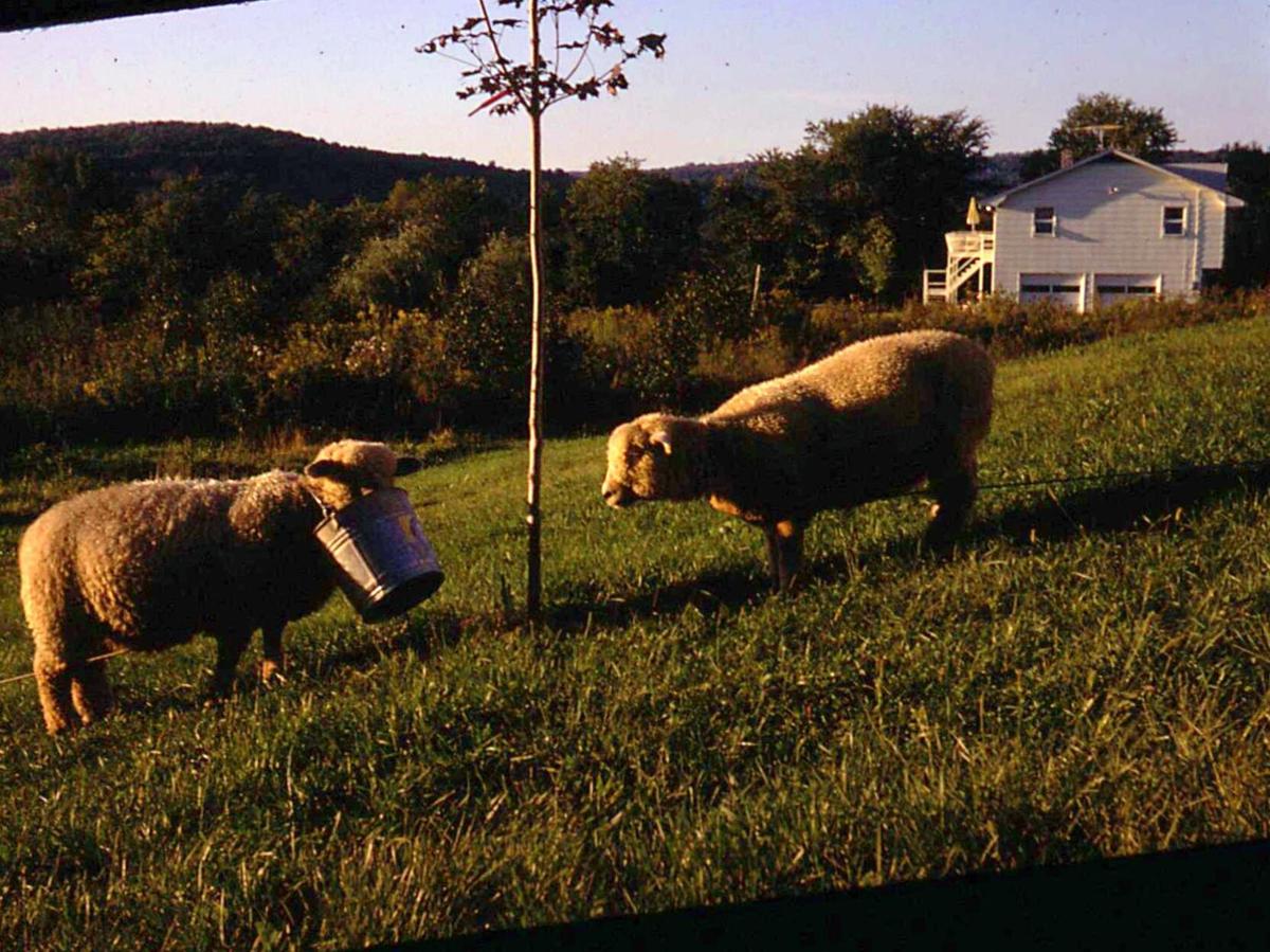 Lions, Lambs, and the Lore of March Weather | Columns from Northeast ...