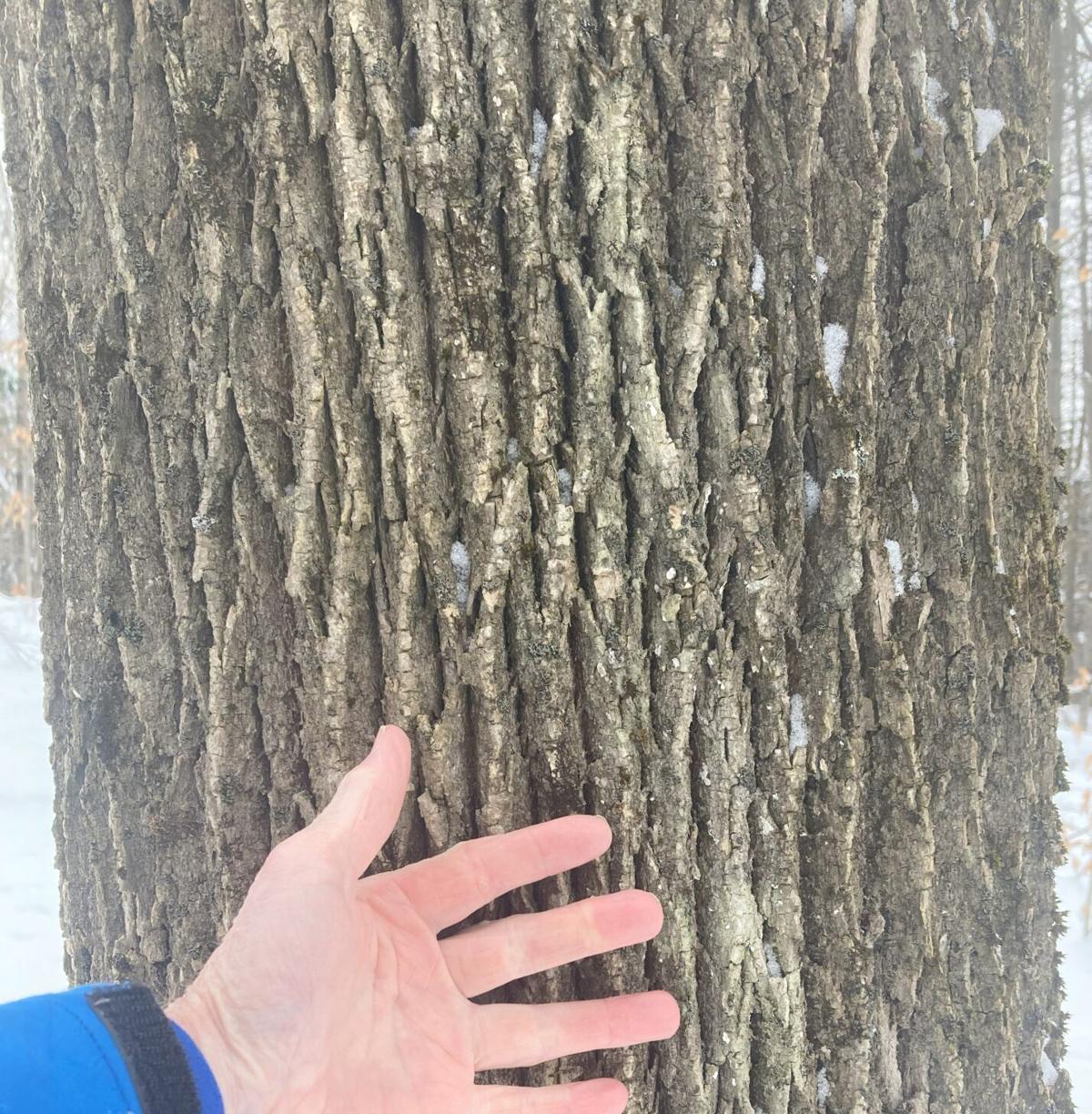 ash tree bark identification