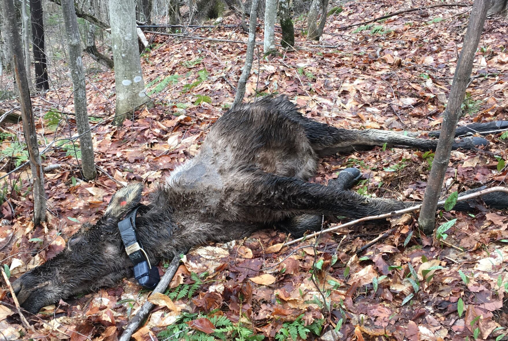 Vermont plans to slash moose hunting permits in 2026 | News ...