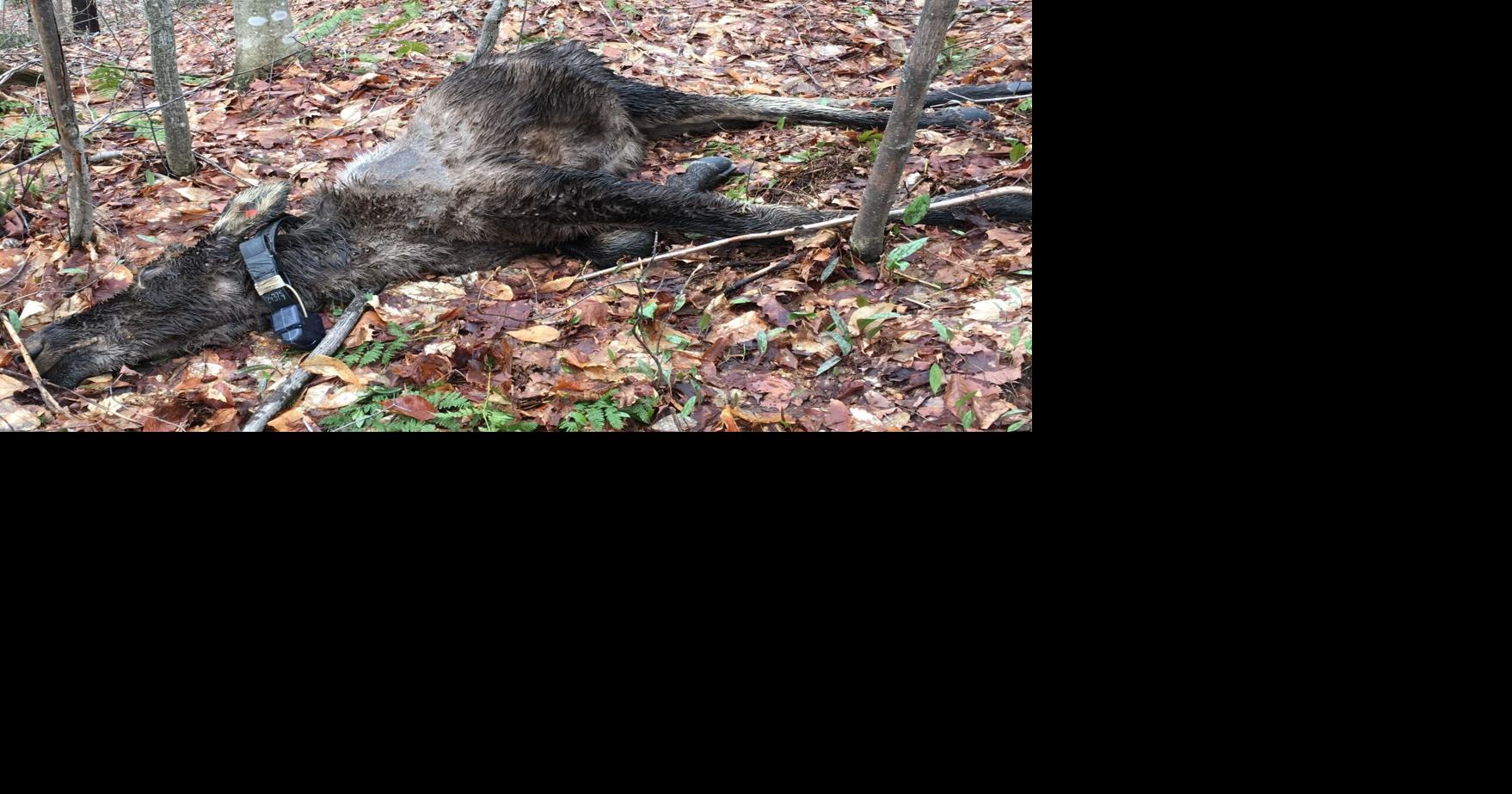 Vermont plans to slash moose hunting permits in 2026 | News ...