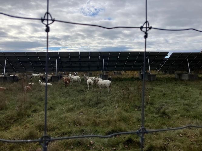 Livestock grazing proves beneficial on solar farms | News, Features ...