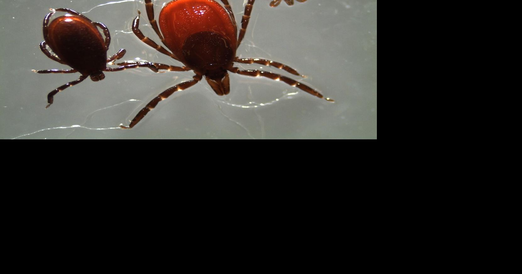 A perfect storm for the Black-legged Tick | News, Features from the ...