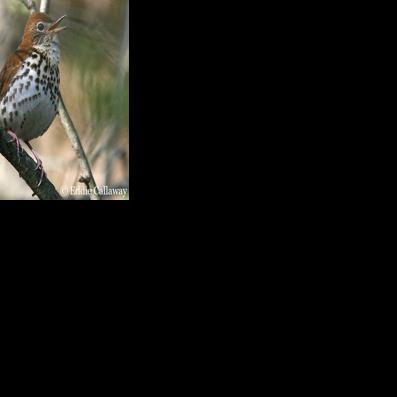 Woodland Arias - the best music in nature’s library | Columns from ...