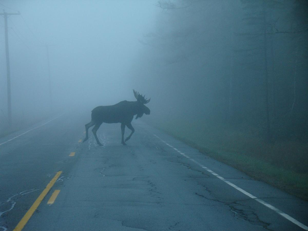 large moose walking down road