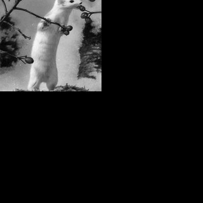 Chickens Beware: The Deadly Dance with Nature's Weasel | Columns from ...