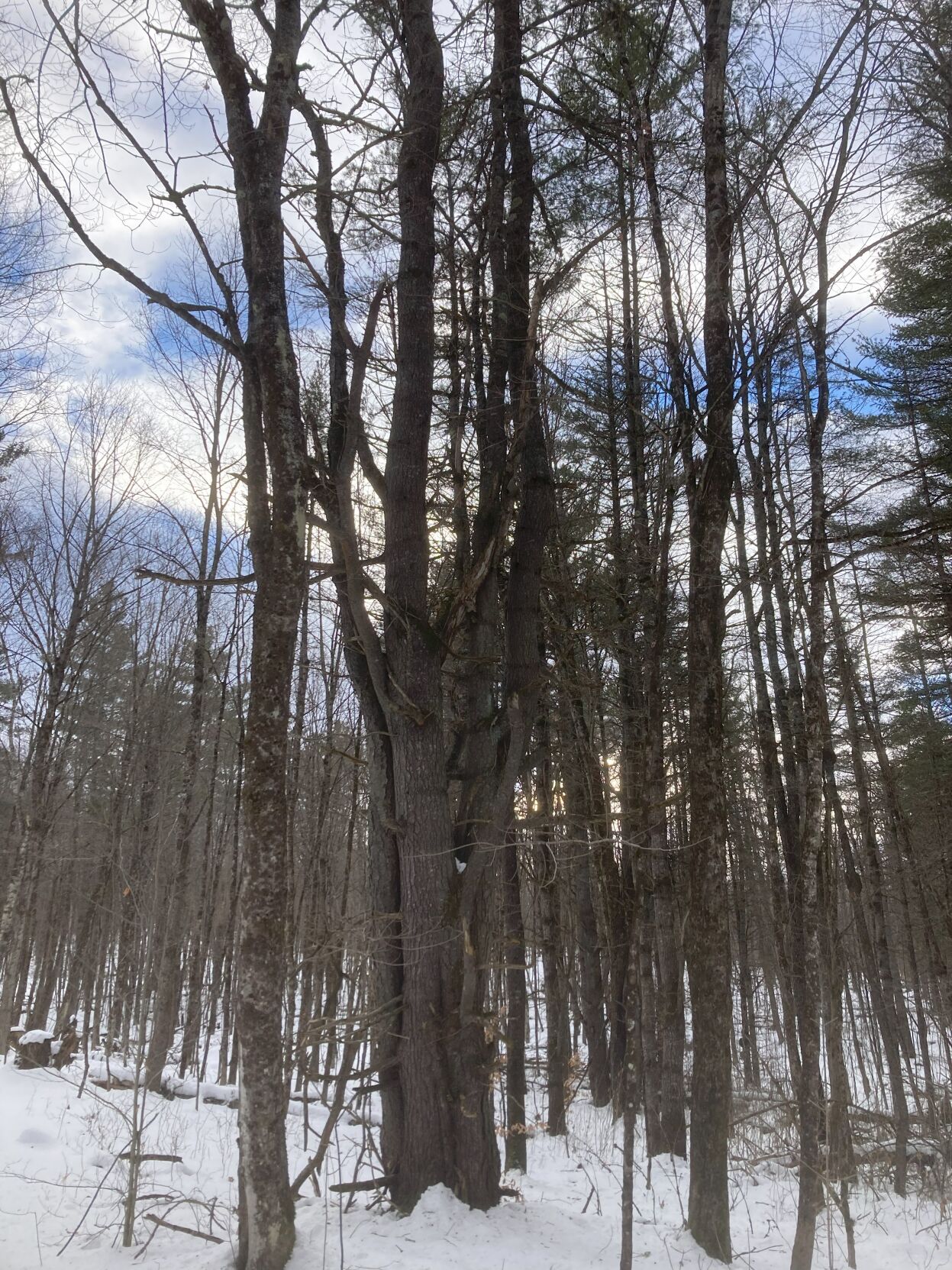 How Elevation, Soil, and History Shape Vermont's Woodlands | News ...