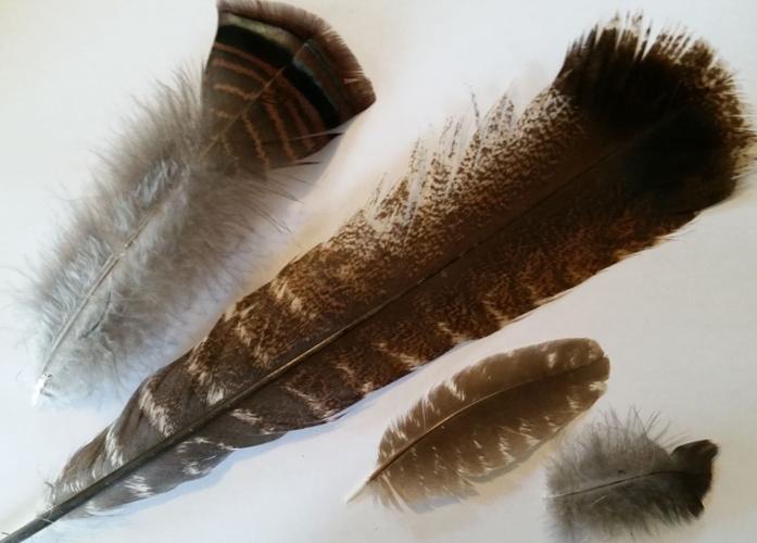 A Little Light Reading: Feathers | Columns from Northeast Kingdom of ...