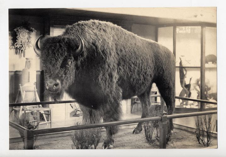 William Everard Balch: Capturing Vermont's Wildlife Essence | Profiles ...