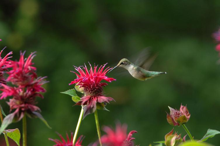 Capture the Magic: Enter Northeast Kingdom Photo Contest | News ...