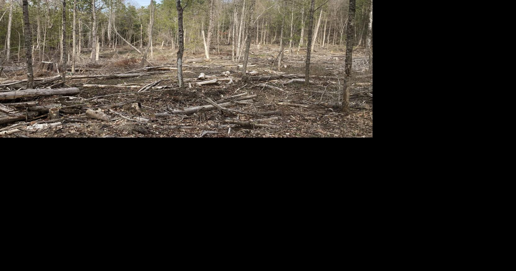 After the loggers leave, nature wastes no time moving in | News ...