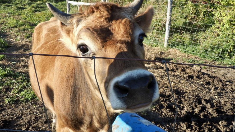 Irasburg's Triple J Pastures: A Slice of Agri-Heaven | News, Features ...