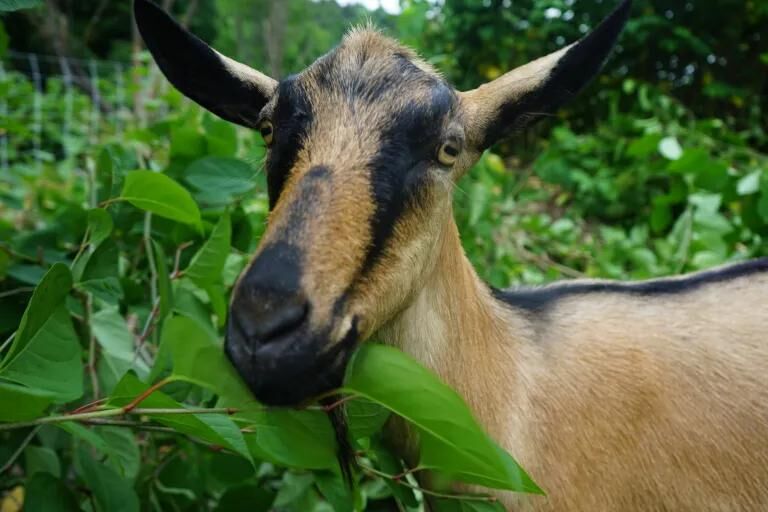 Vermont towns utilize goats to combat invasive knotweed. | NEK News ...