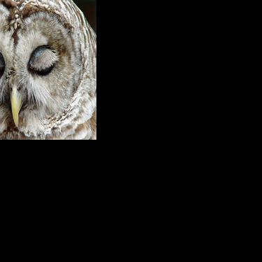 Feathered Dreams: Unraveling the Mysteries of Bird Sleep | Columns from ...