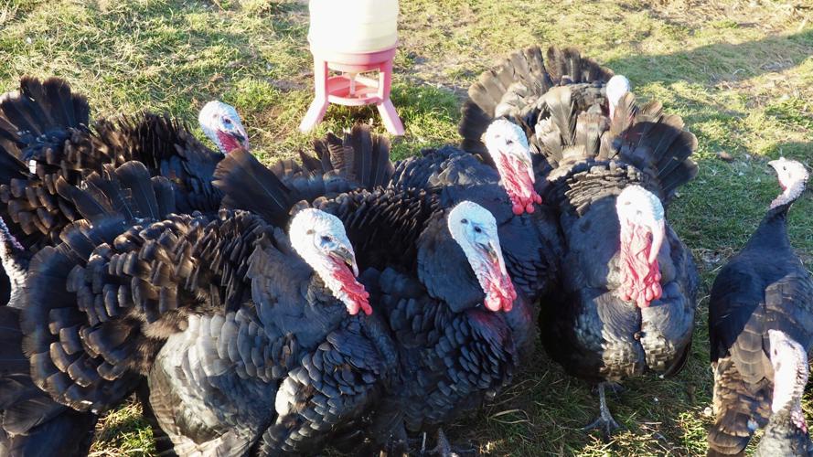 Irasburg's Triple J Pastures: A Slice of Agri-Heaven | News, Features ...