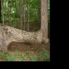 Bending history Indian Trail trees offer a look into the past | Archive ...