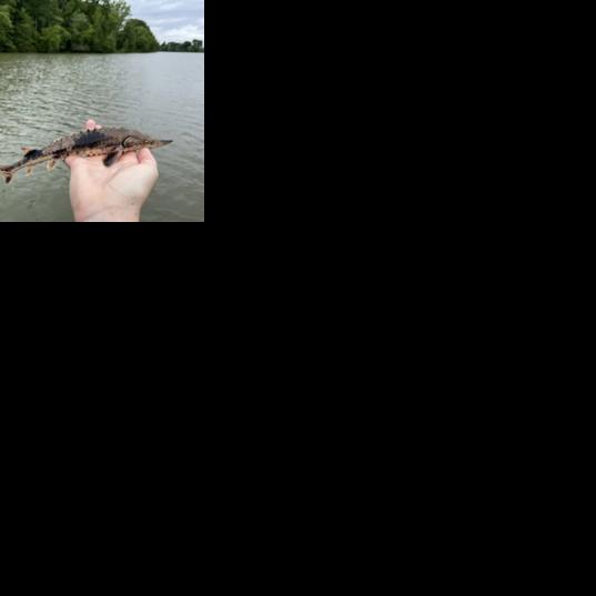 Repopulation effort helps lake sturgeon thrive in Coosa River | Local ...