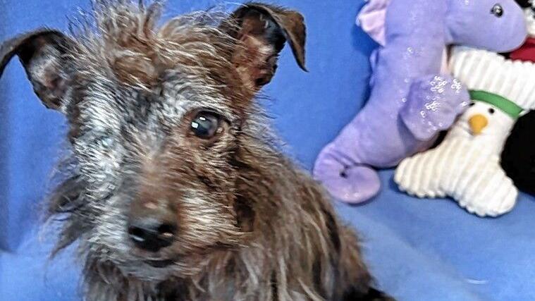This Week's Standard Journal Pets of the Week | Local ...