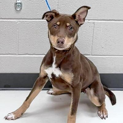 Gordon County Adoptable Pets | Gordon Life | northwestgeorgianews.com