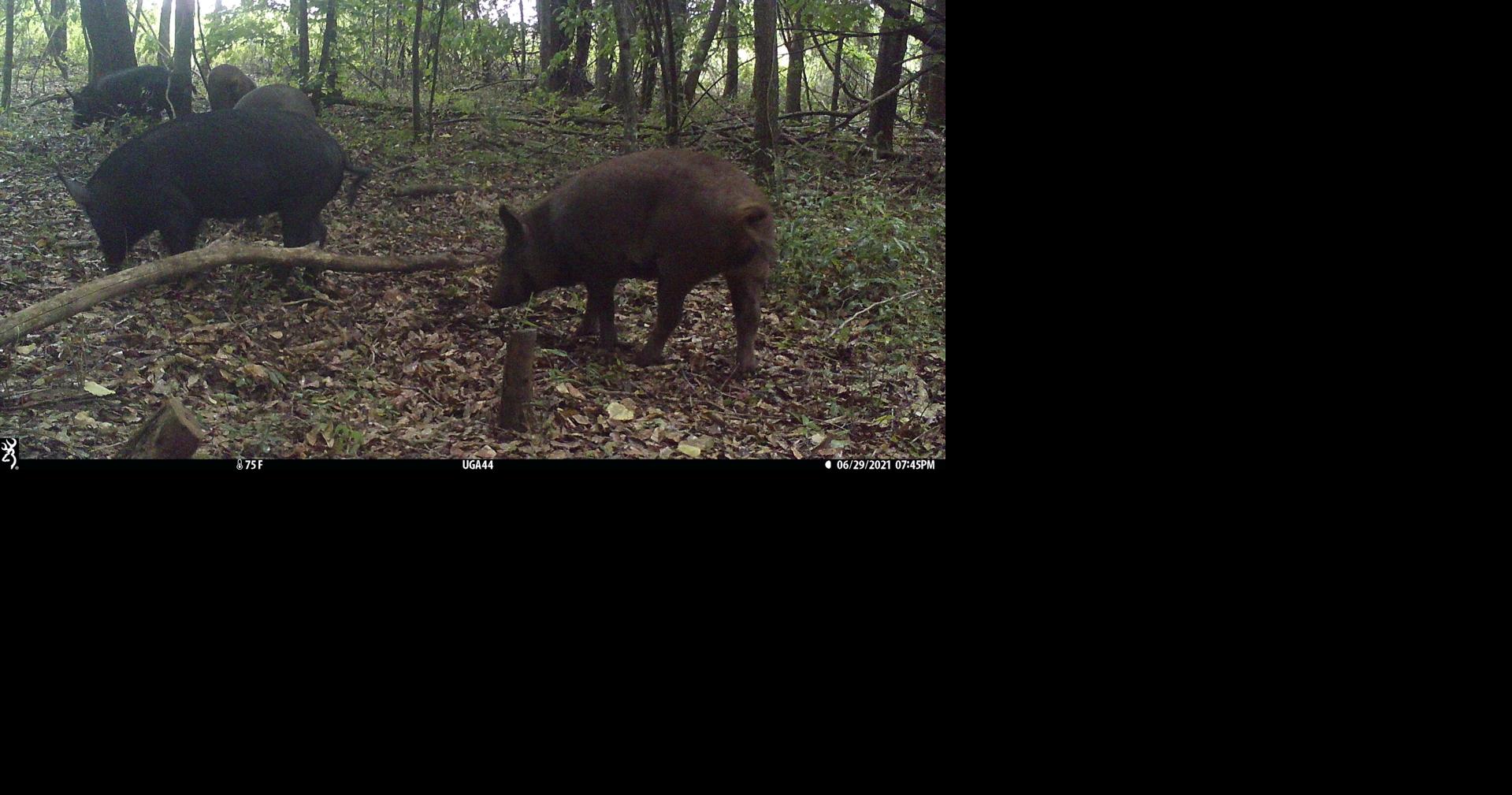 Feral hogs can't catch a break in Georgia | Local News ...