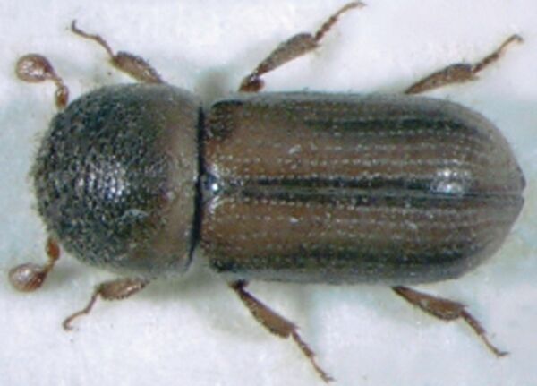 Cody Bowling: Insect of the month — Ambrosia beetle | Lifestyles ...