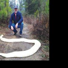 A slithery surprise: Dalton man finds a 10-foot long snake in the woods ...