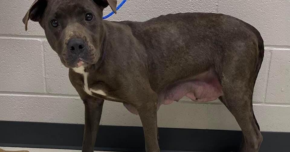 Pet of the Week: Lily | Gordon Life | northwestgeorgianews.com