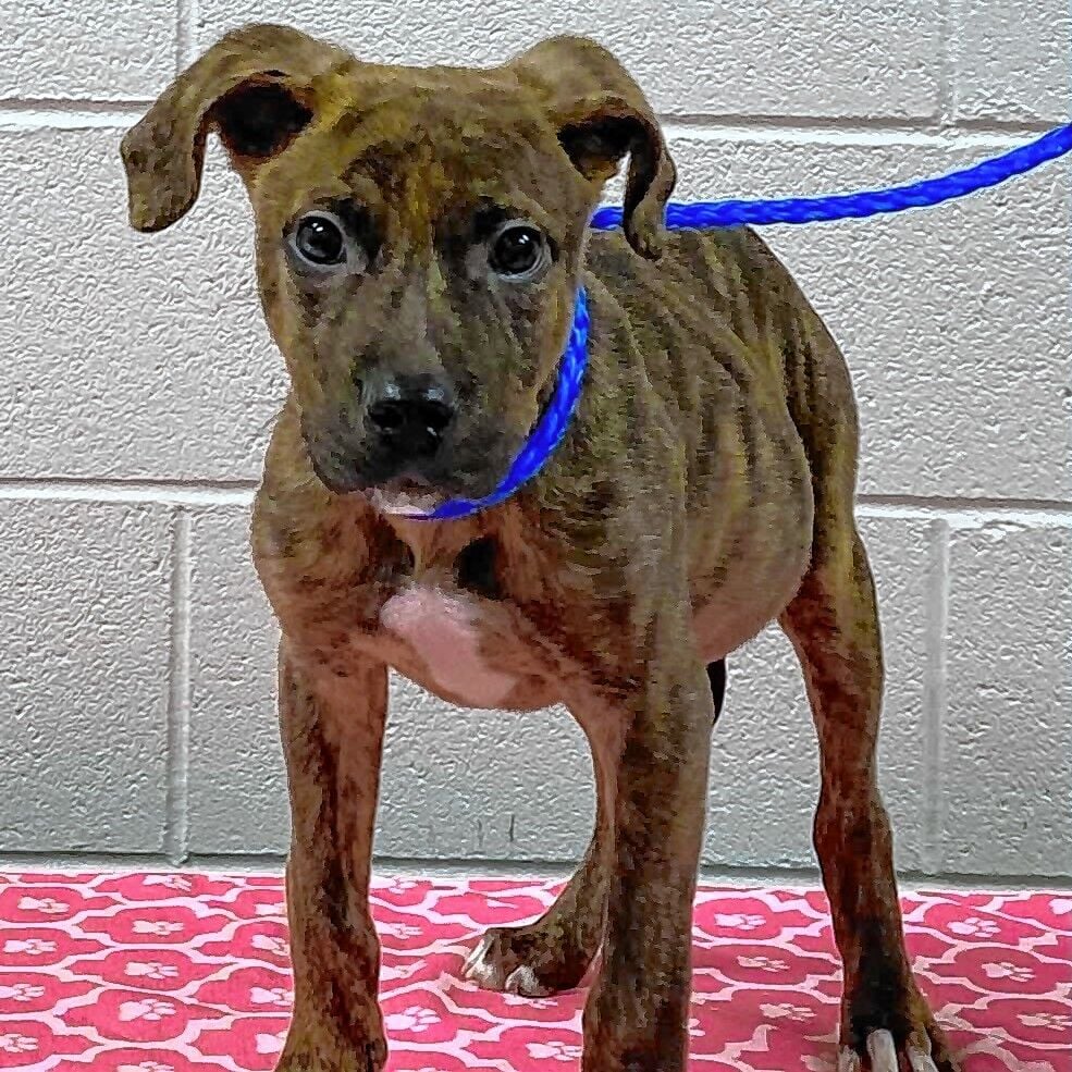 Gordon County Adoptable Pets | Gordon Life | northwestgeorgianews.com