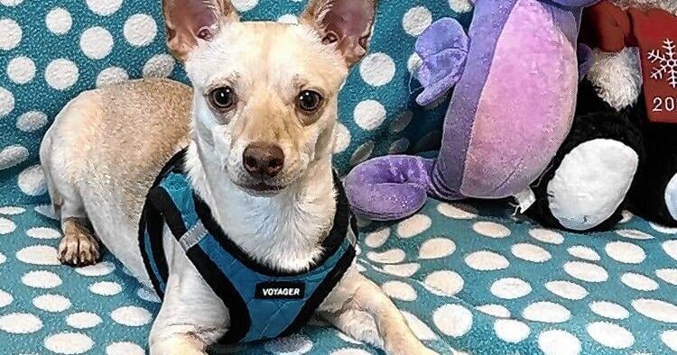 This Week's Standard Journal Pets of the Week | Local ...