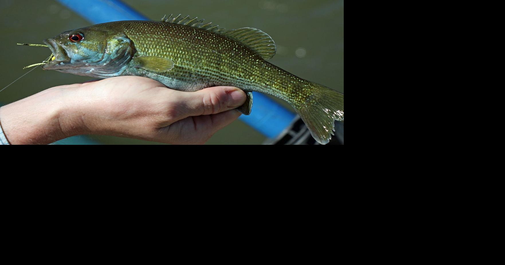 TALKING TROUT: Redeye bass, Georgia’s other native trout? | Columns ...