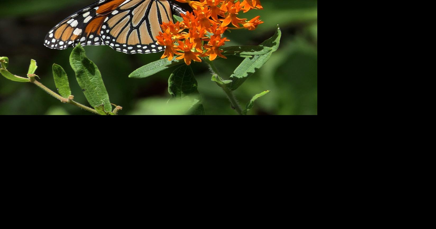 Researchers ask community to help monarch butterfly conservation ...