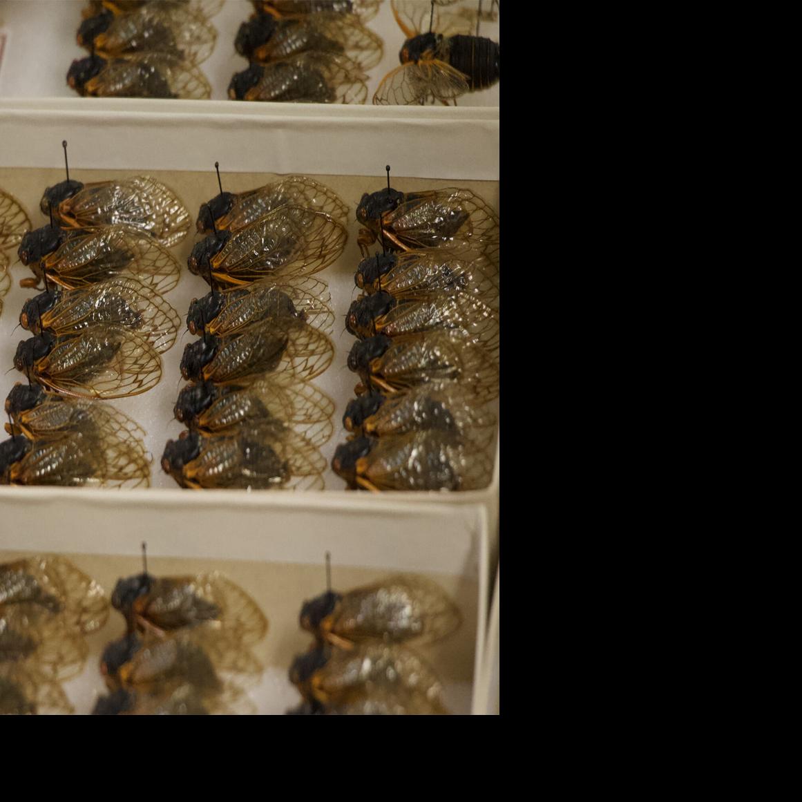 The cicadas are coming to North Georgia | Local News ...