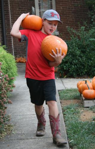 Pumpkins are here! | Gallery | northwestgeorgianews.com