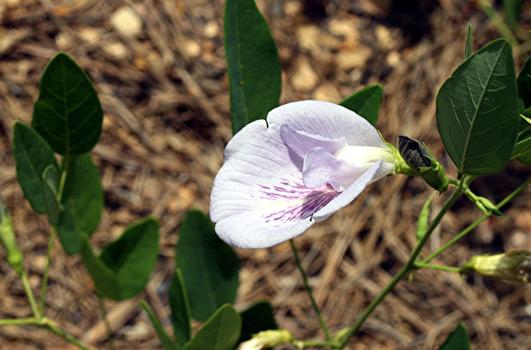Coosa Valley Prairies offer glimpses of rare flowers, plants | Local ...