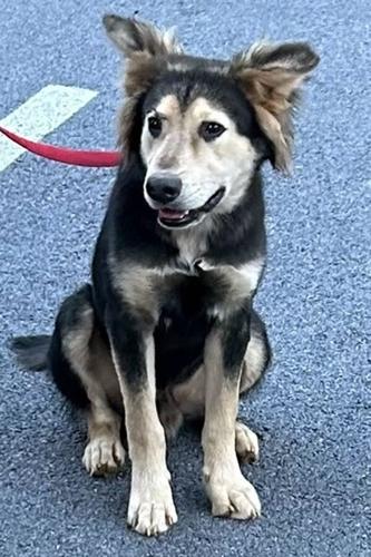 PSJ Pet of the Week | | northwestgeorgianews.com