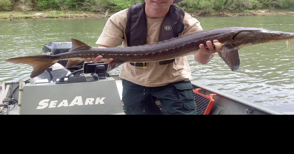 More than 8,000 sturgeon stocked in local rivers this month | Local ...