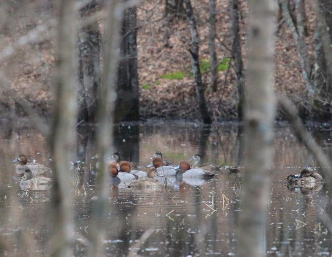Georgia duck season opens Saturday | Local | northwestgeorgianews.com