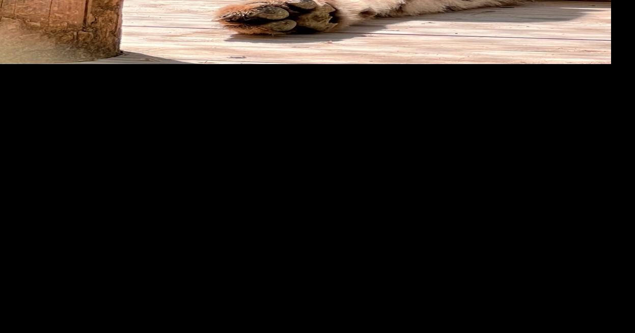 Tigers for Tomorrow Wild Animal Preserve Provides Cheetah With a ...