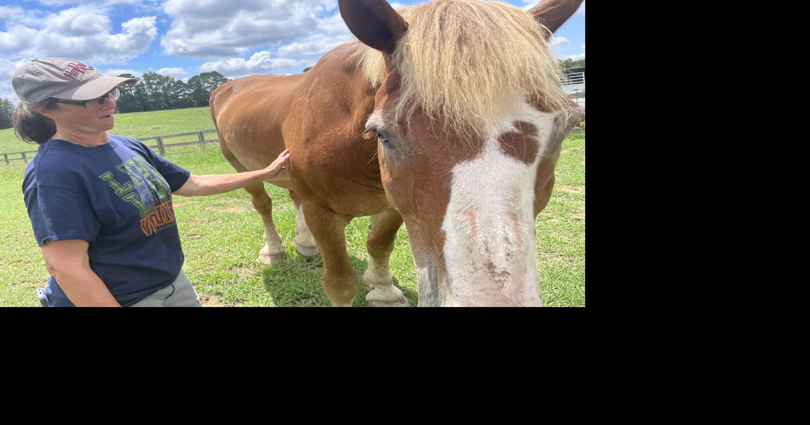 Trinity horse rescue and sanctuary hosting annual festival | Lifestyles ...